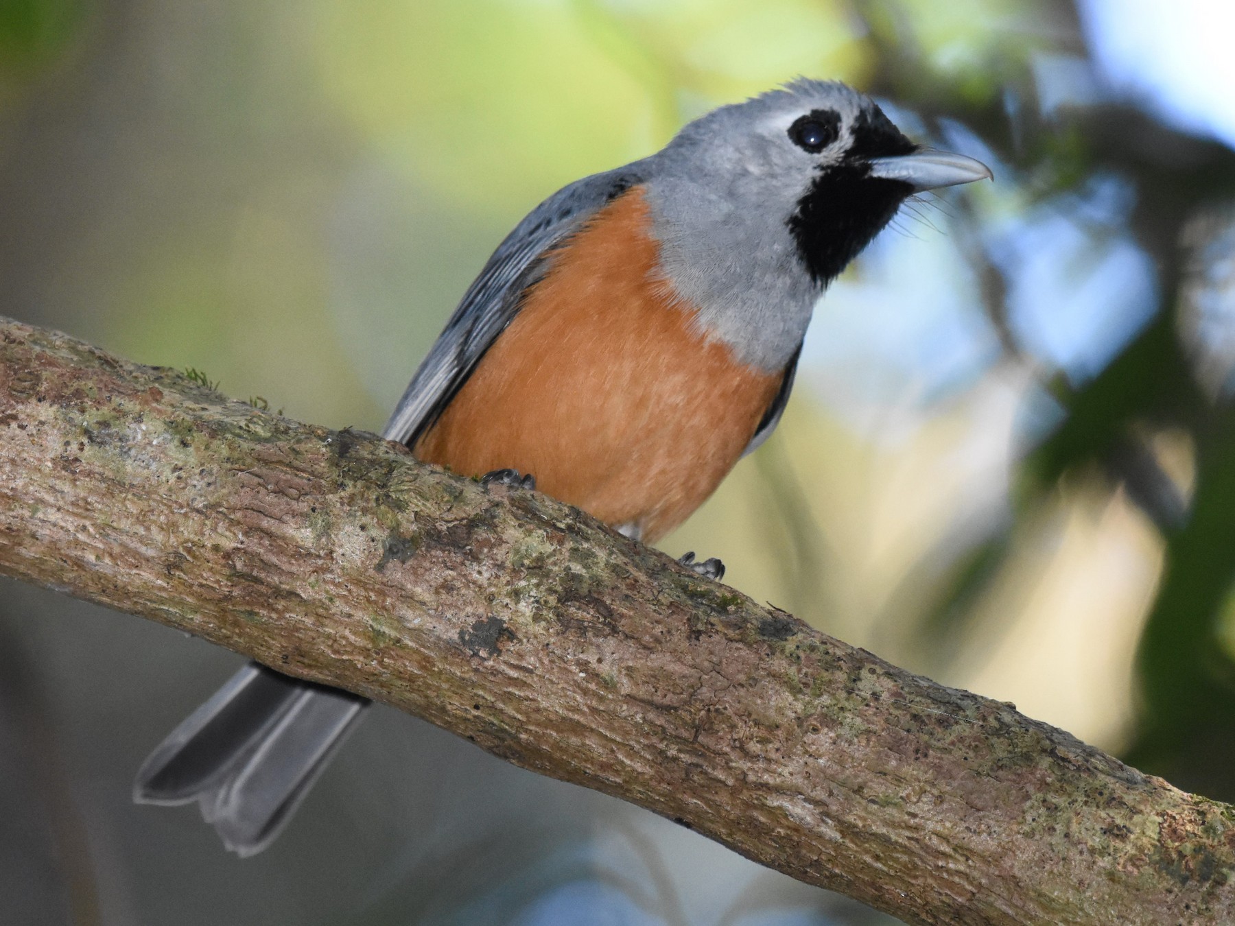Black-faced Monarch - eBird