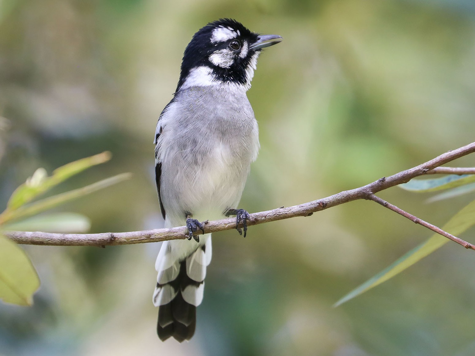 White-eared Monarch - eBird