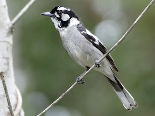White-eared Monarch - eBird