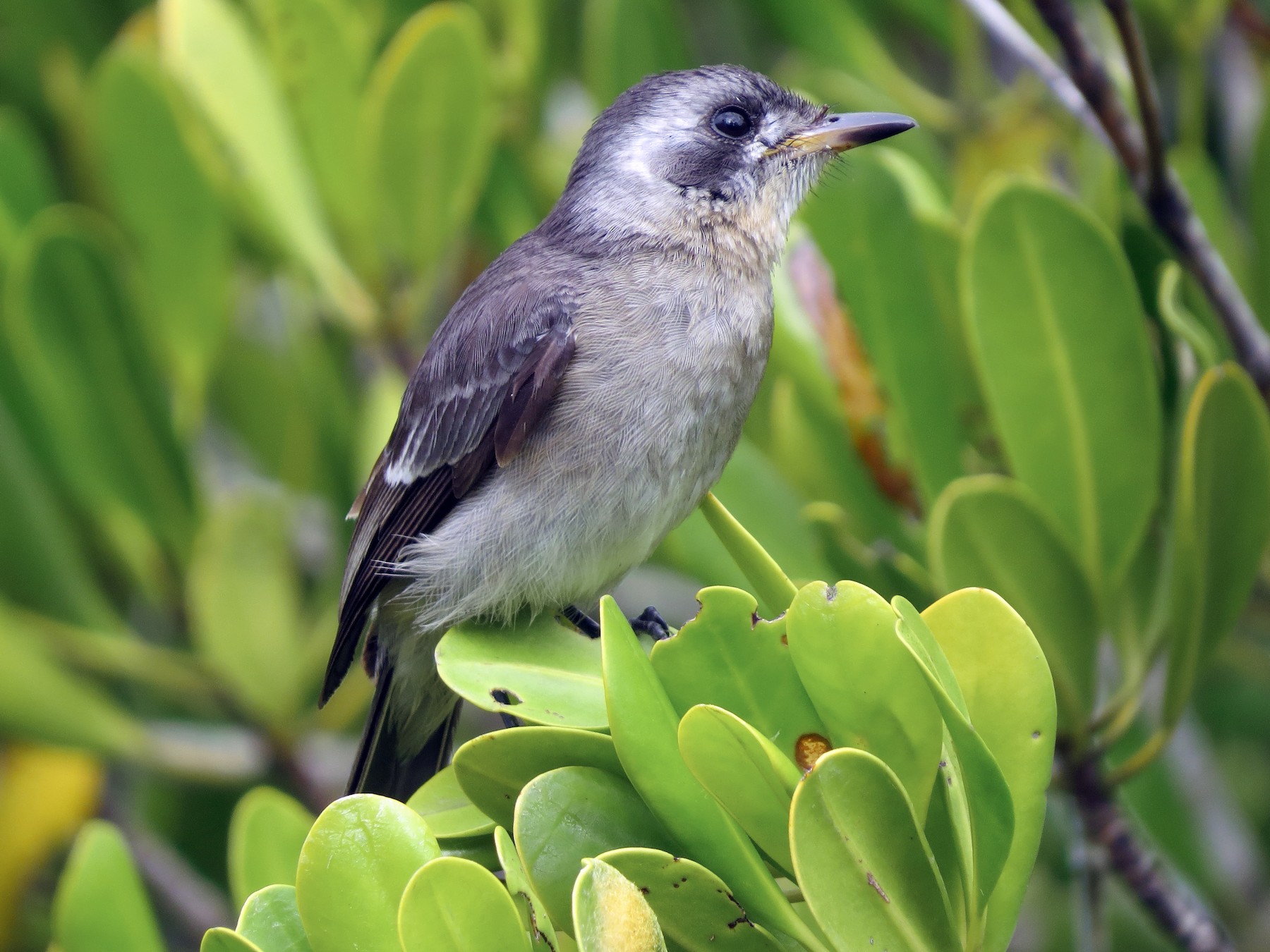White-eared Monarch - eBird