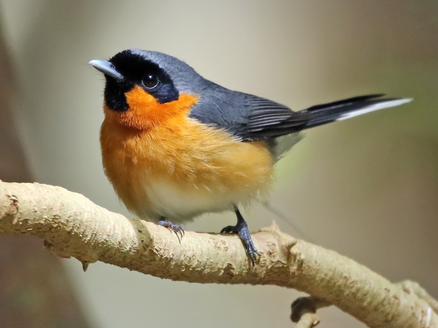 Spectacled Monarch - eBird