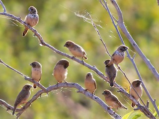 Pictorella Munia - eBird