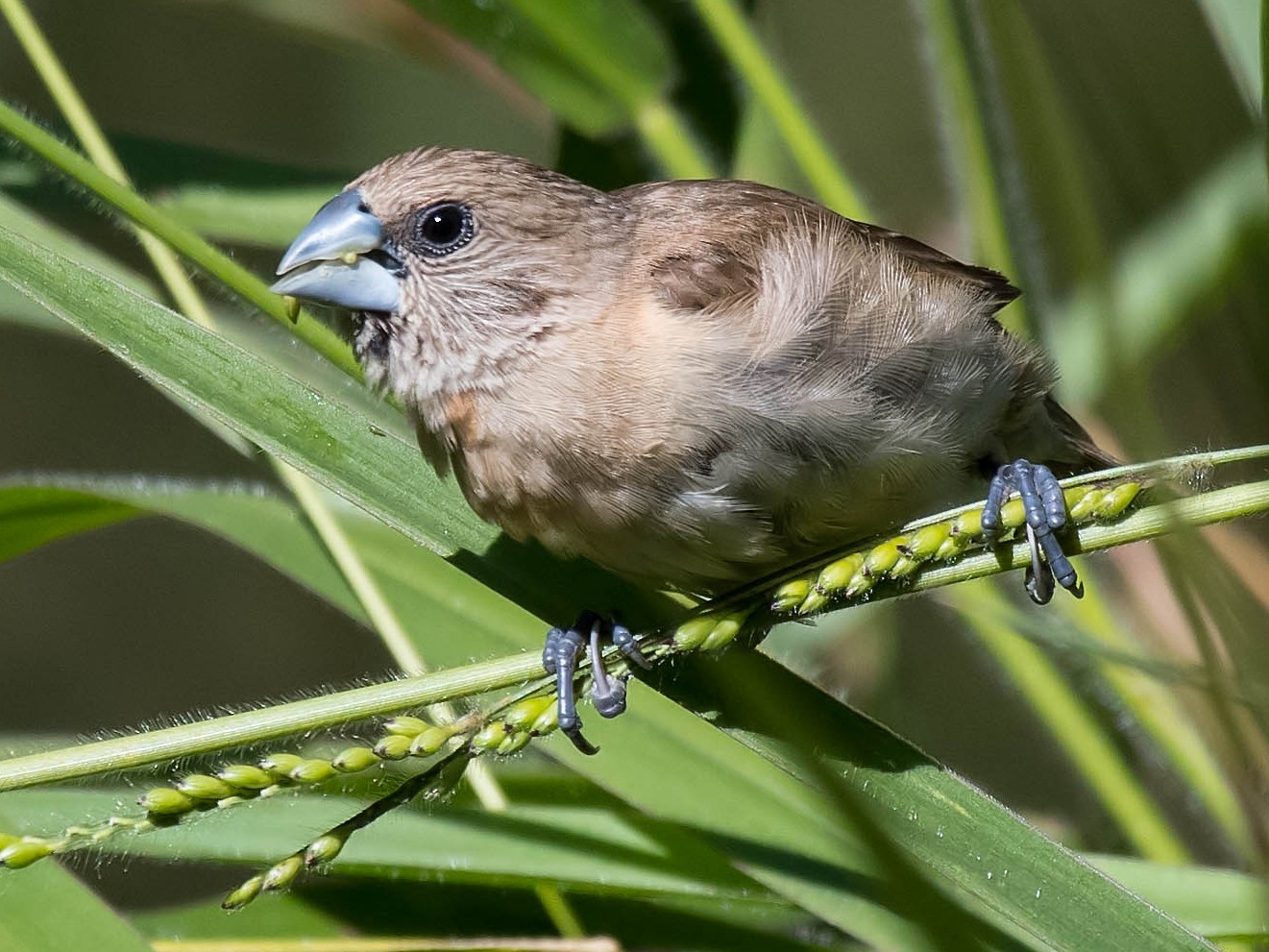 Chestnut-breasted Munia - eBird