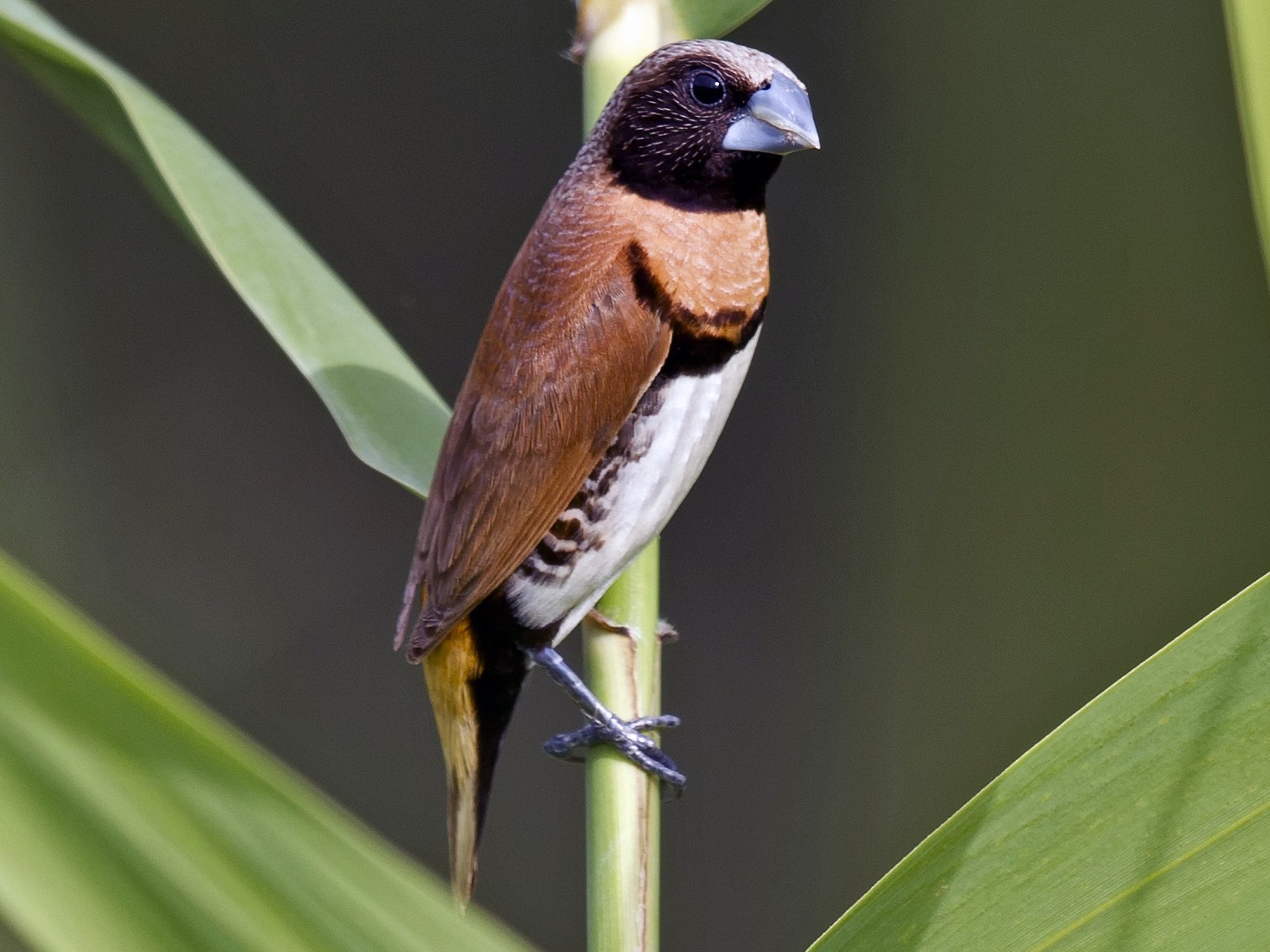 Chestnut-breasted Munia - eBird