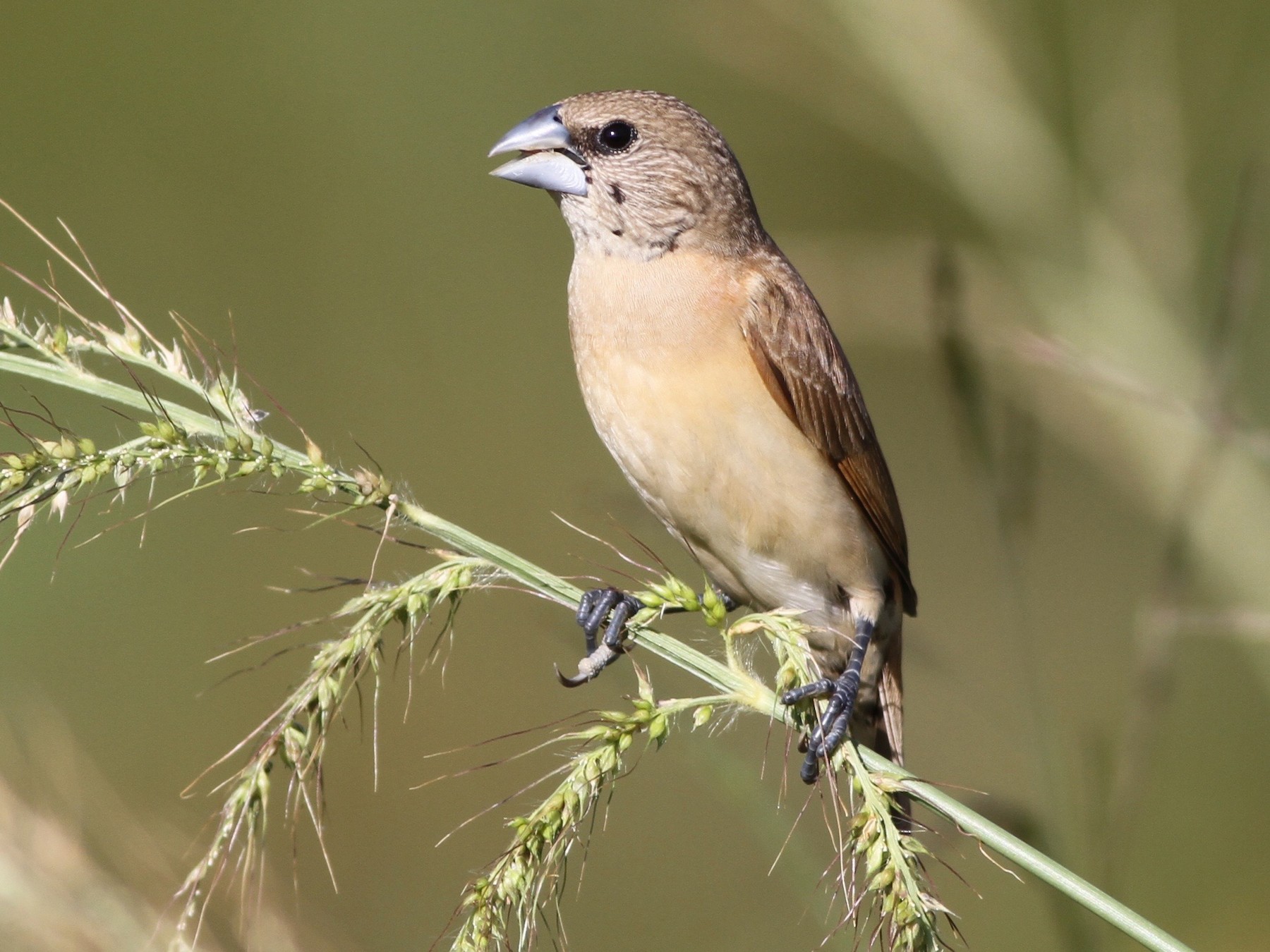 Chestnut-breasted Munia - eBird