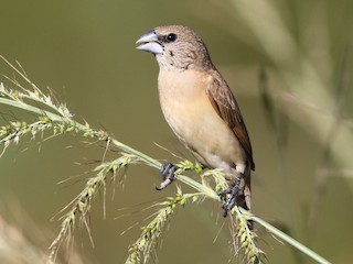 Chestnut-breasted Mannikin - eBird