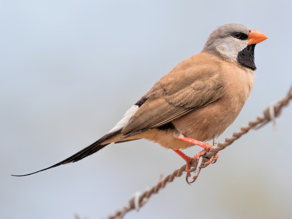 Long-tailed Finch - Poephila acuticauda - Birds of the World