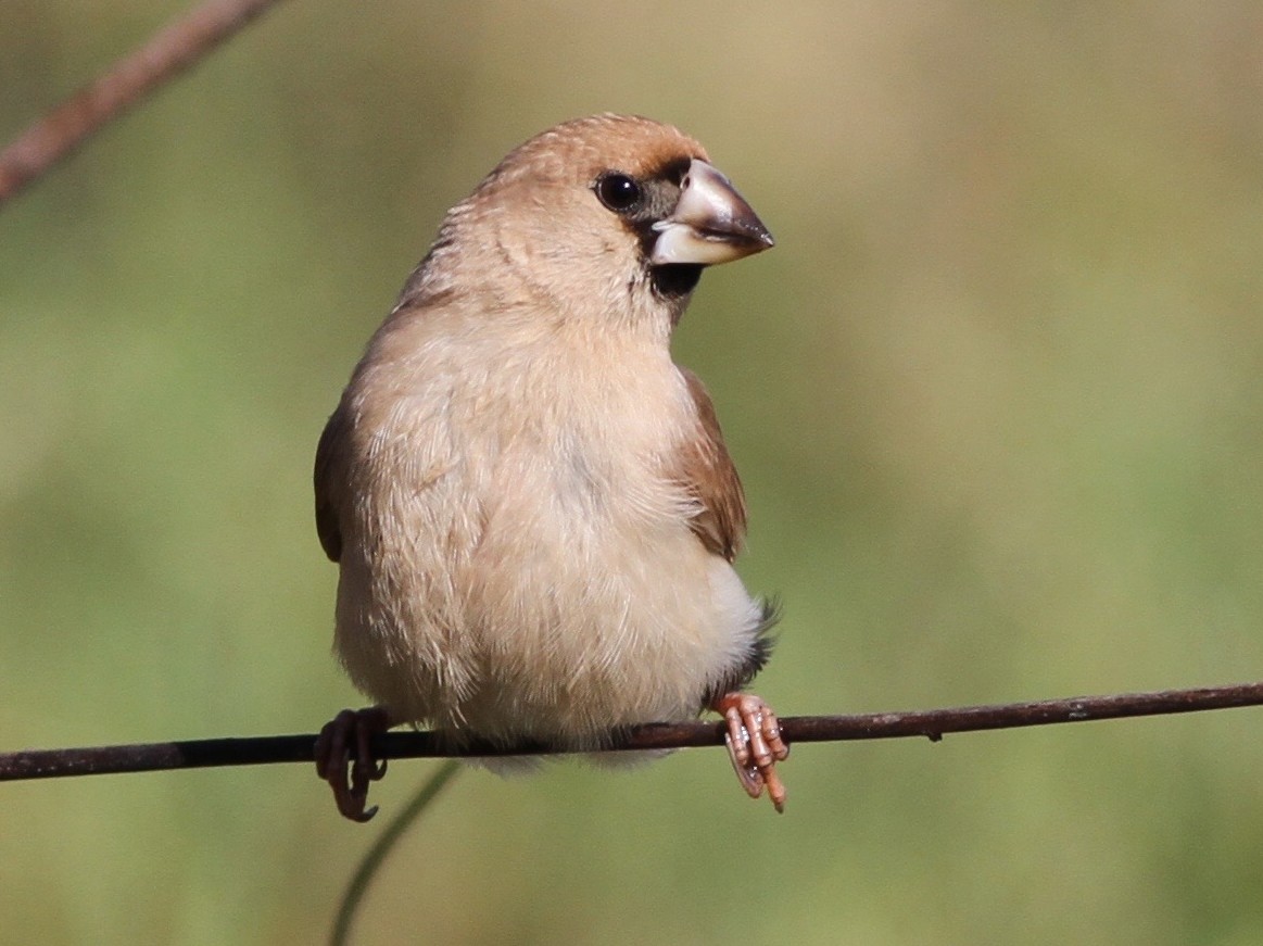 Masked Finch - eBird
