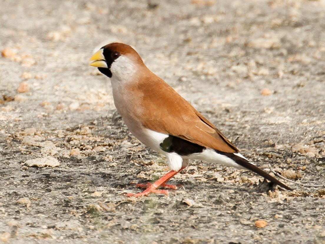 Masked Finch - eBird