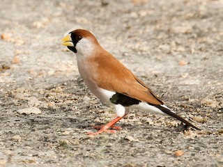 Masked Finch - eBird