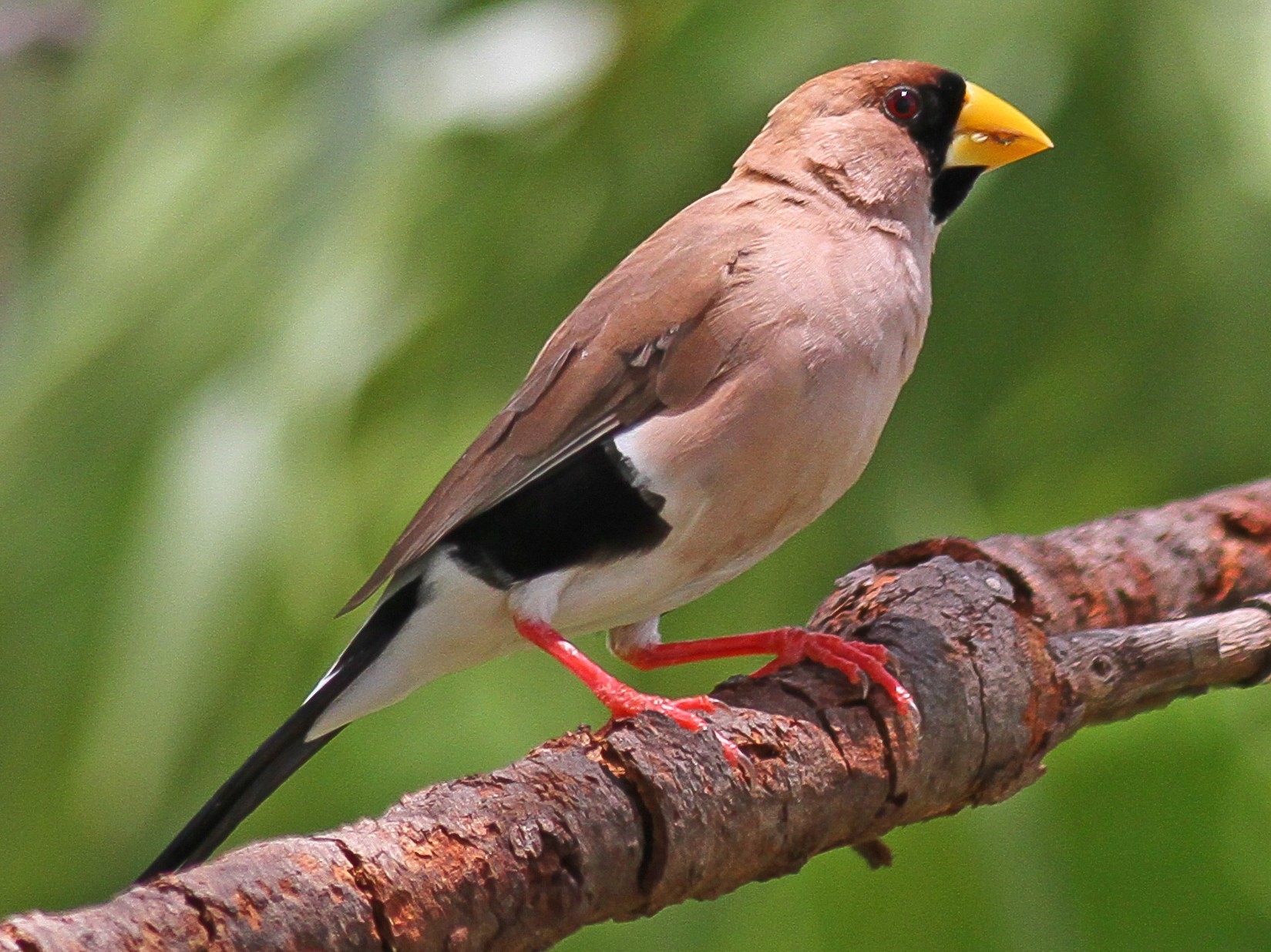 Masked Finch - eBird