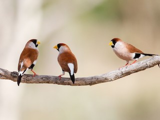 Masked Finch - eBird