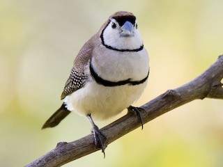 Double-barred Finch - eBird
