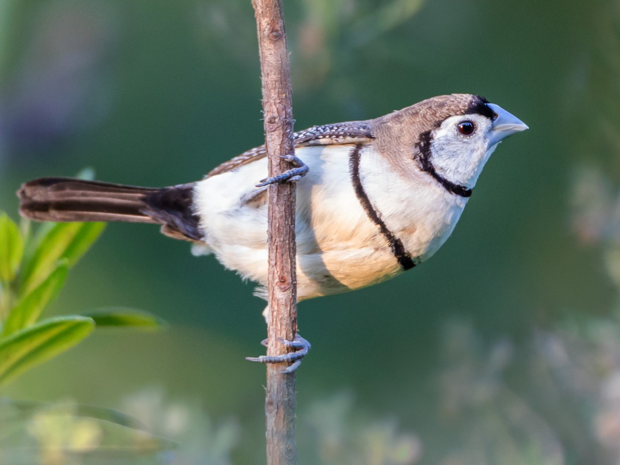 Diamant de Bicheno - eBird