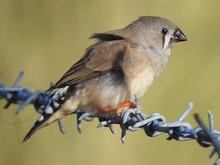 Zebra Finch - eBird
