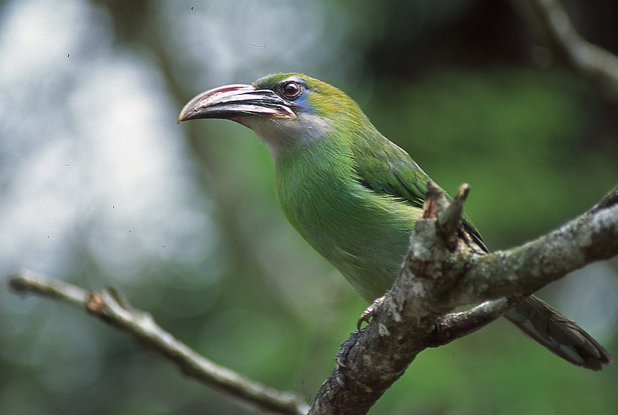 Groove-billed Toucanet (Groove-billed) - eBird