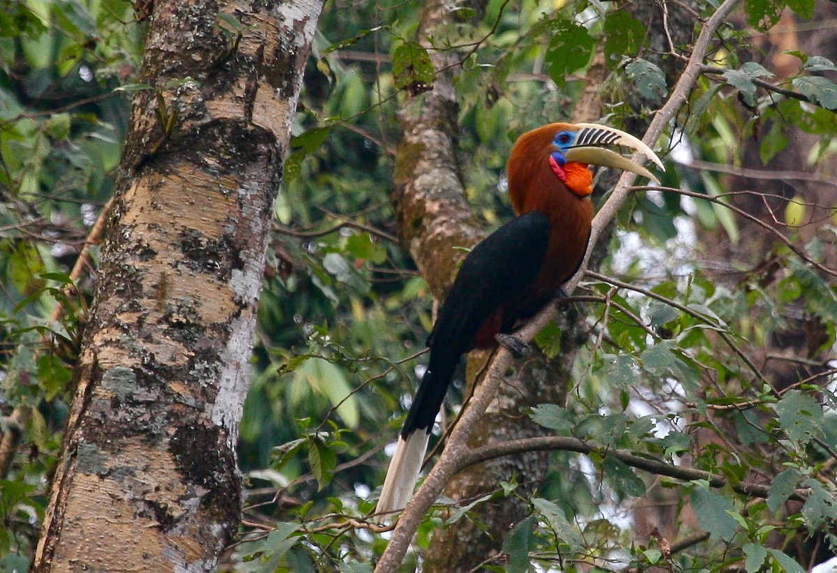 eBird Checklist - 21 Mar 2015 - Gelephu to Tingtibi - 23 species