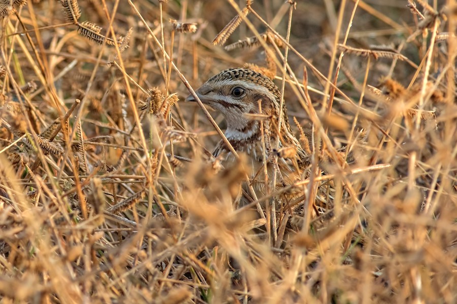 old world quail sp. - eBird