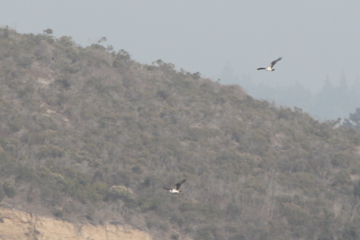 eBird Checklist - 18 Nov 2018 - Wilder Ranch SP--Ohlone Bluff Trail and ...