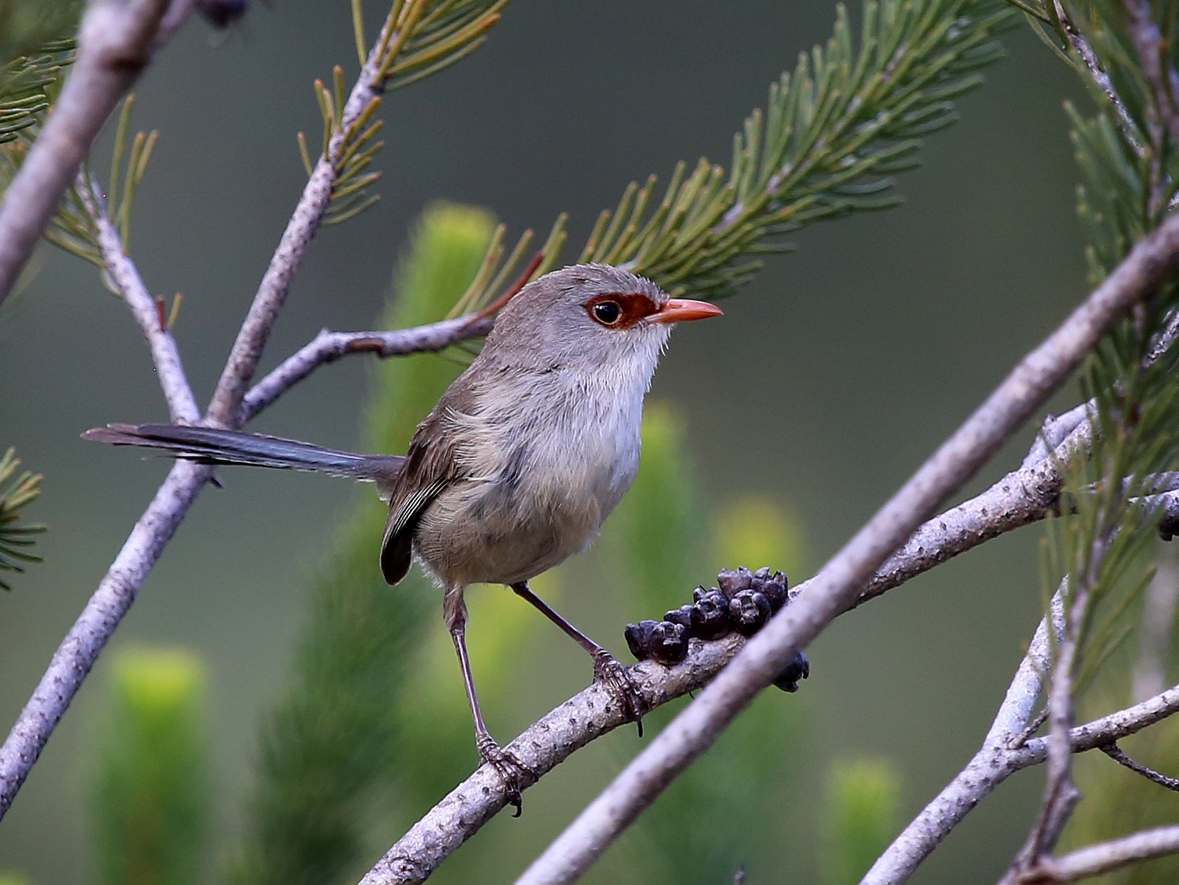 Purple-backed Fairywren - eBird