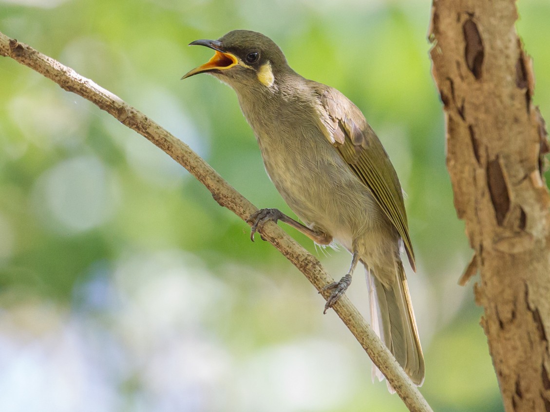 Cryptic Honeyeater - eBird