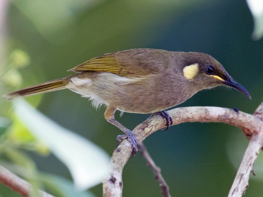 Cryptic Honeyeater - eBird