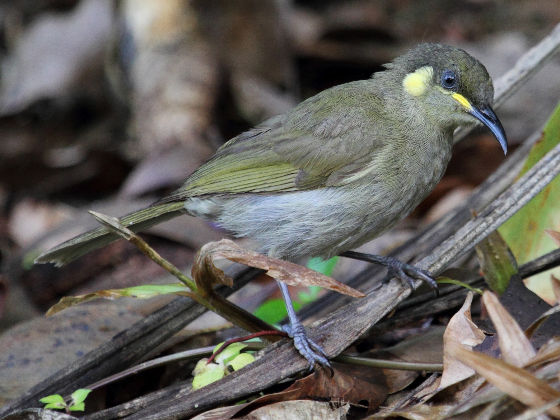 Cryptic Honeyeater - eBird