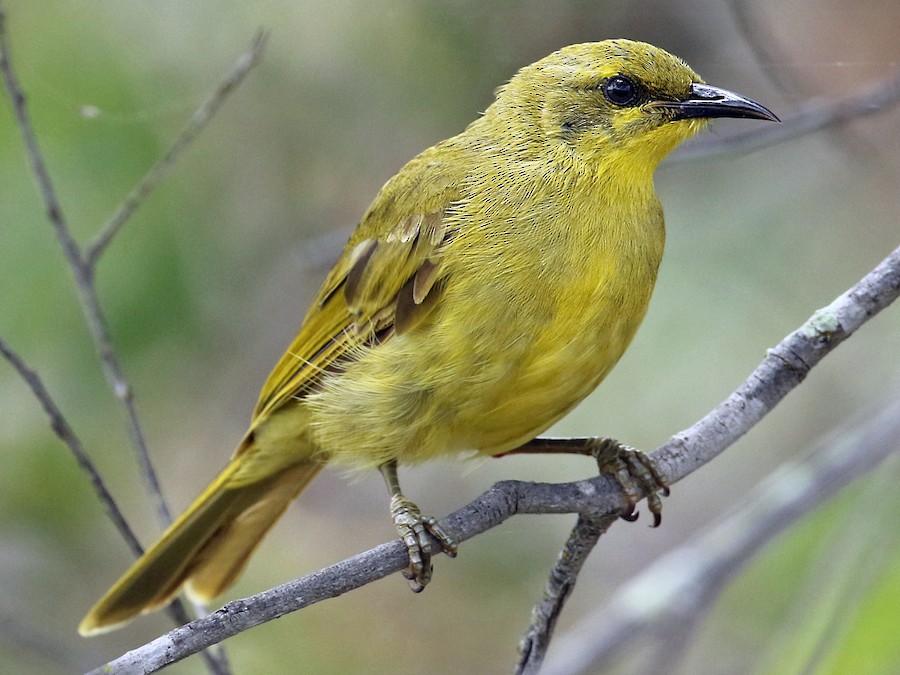 Yellow Honeyeater - eBird