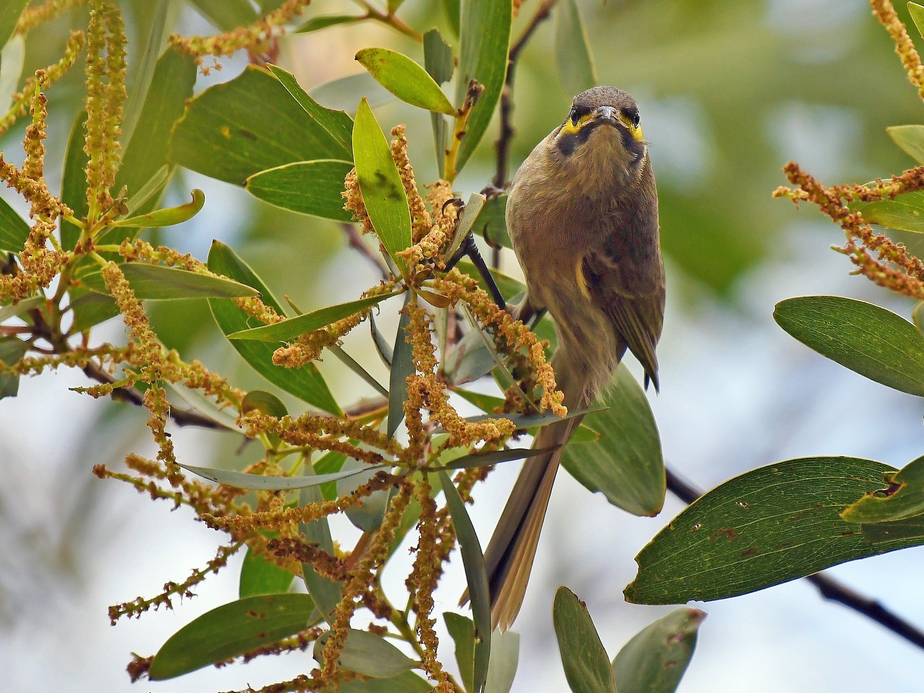 Yellow-faced Honeyeater - eBird