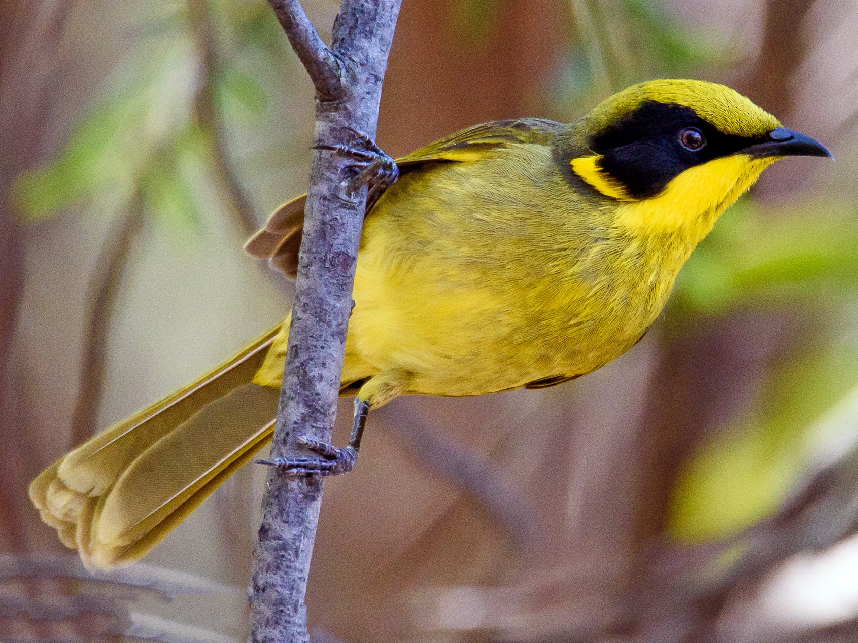Yellow-tufted Honeyeater - eBird