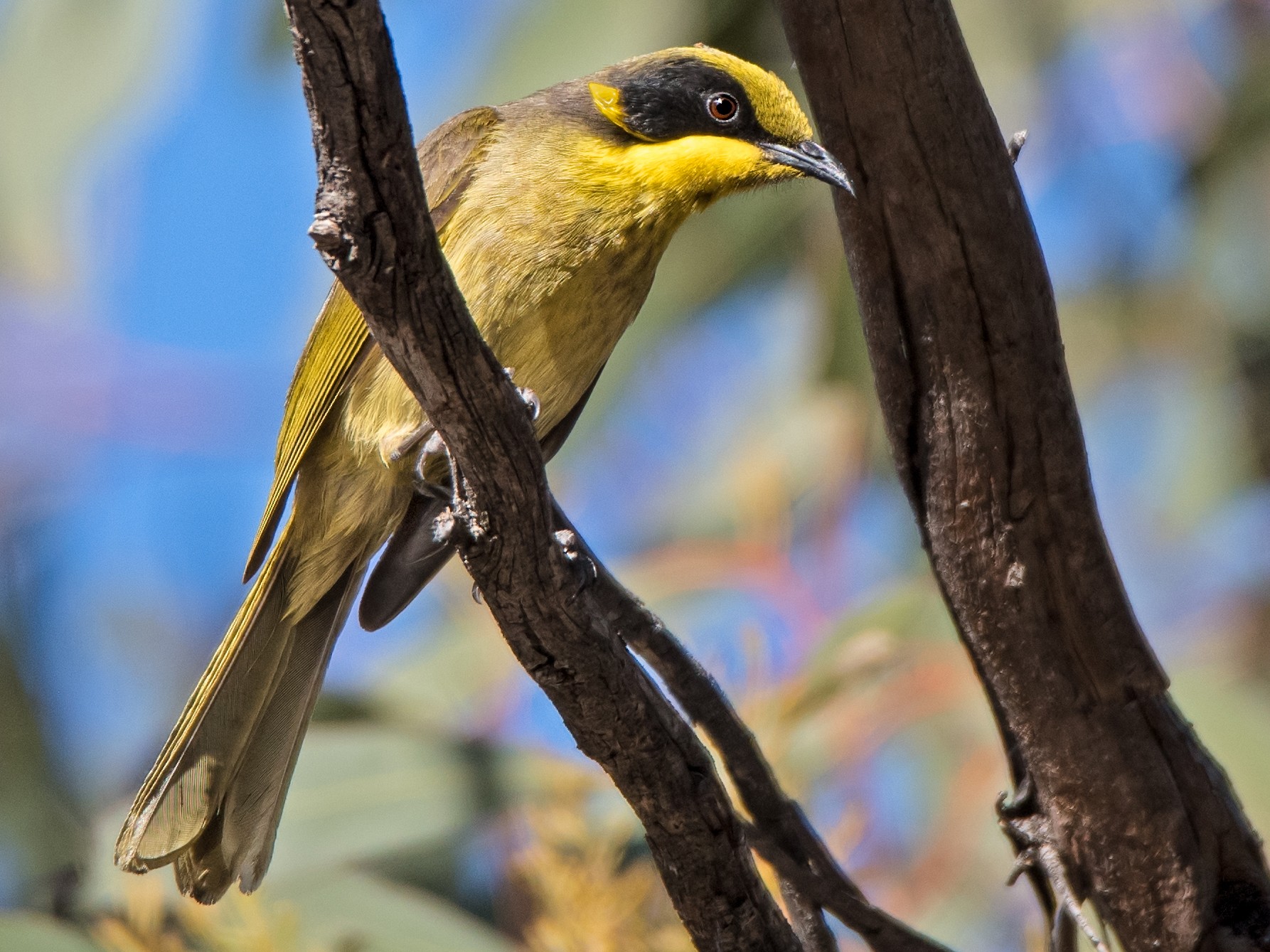 Yellow-tufted Honeyeater - eBird