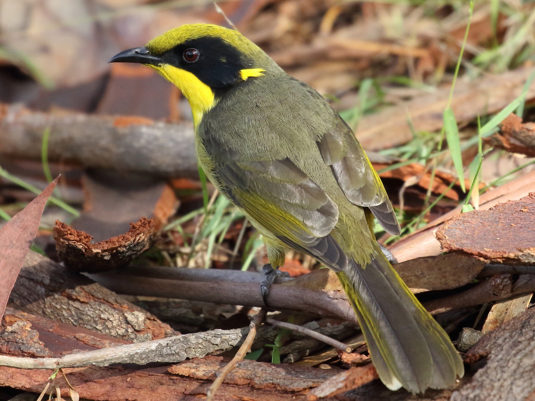 Yellow-tufted Honeyeater - eBird