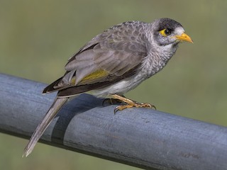 Noisy Miner - eBird