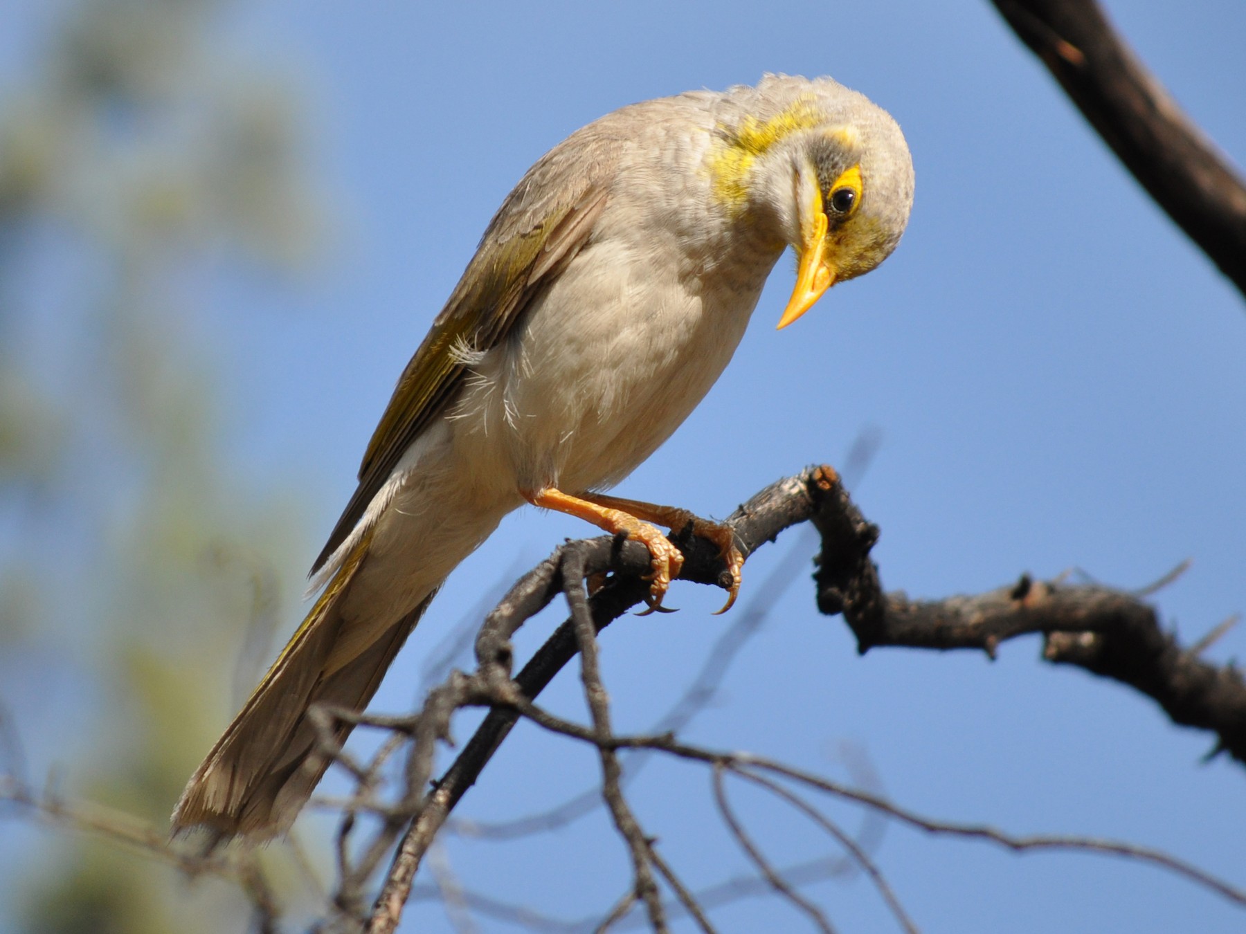 Yellow-throated Miner - eBird
