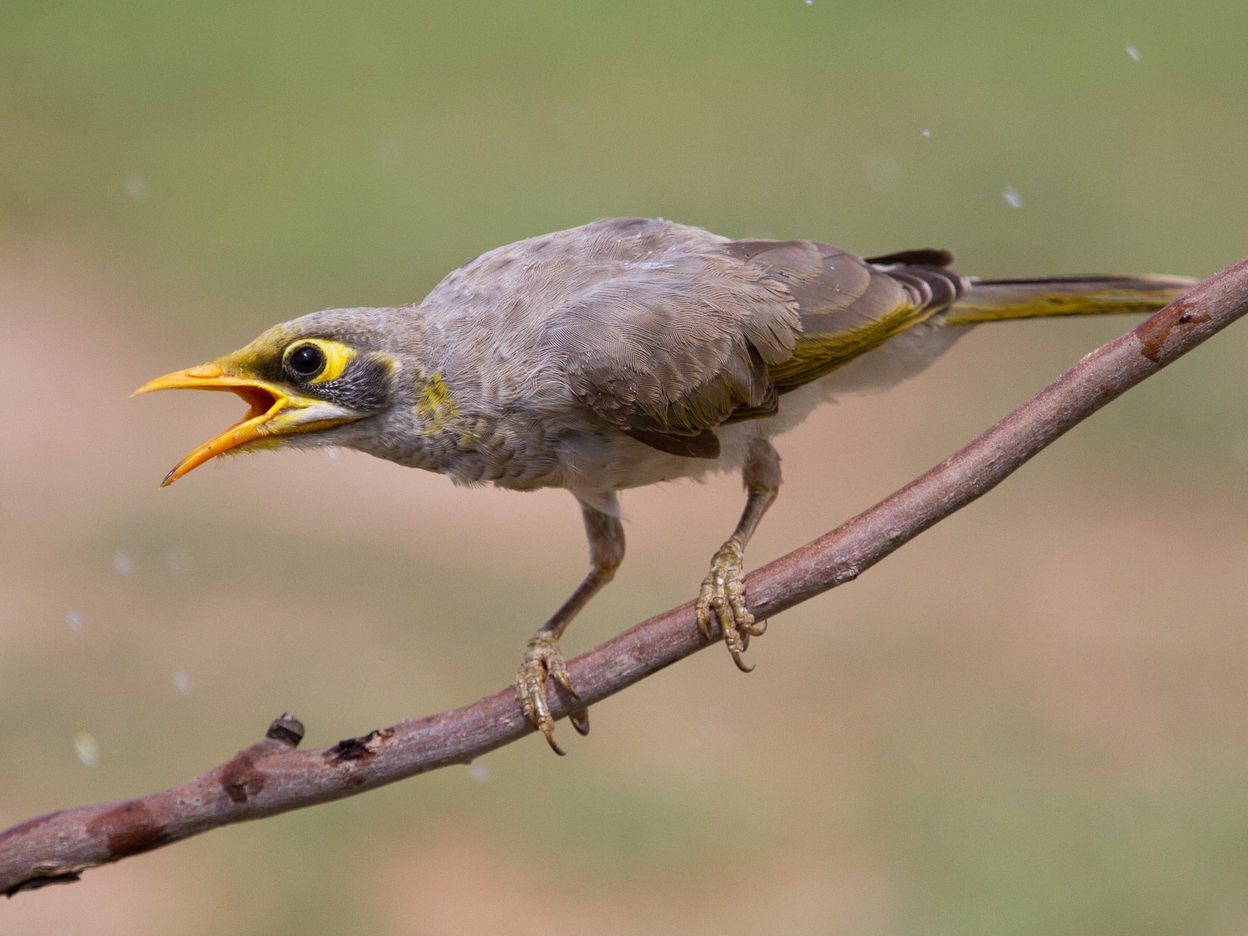 Yellow-throated Miner - eBird