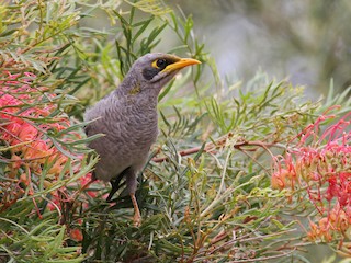 Yellow-throated Miner - eBird