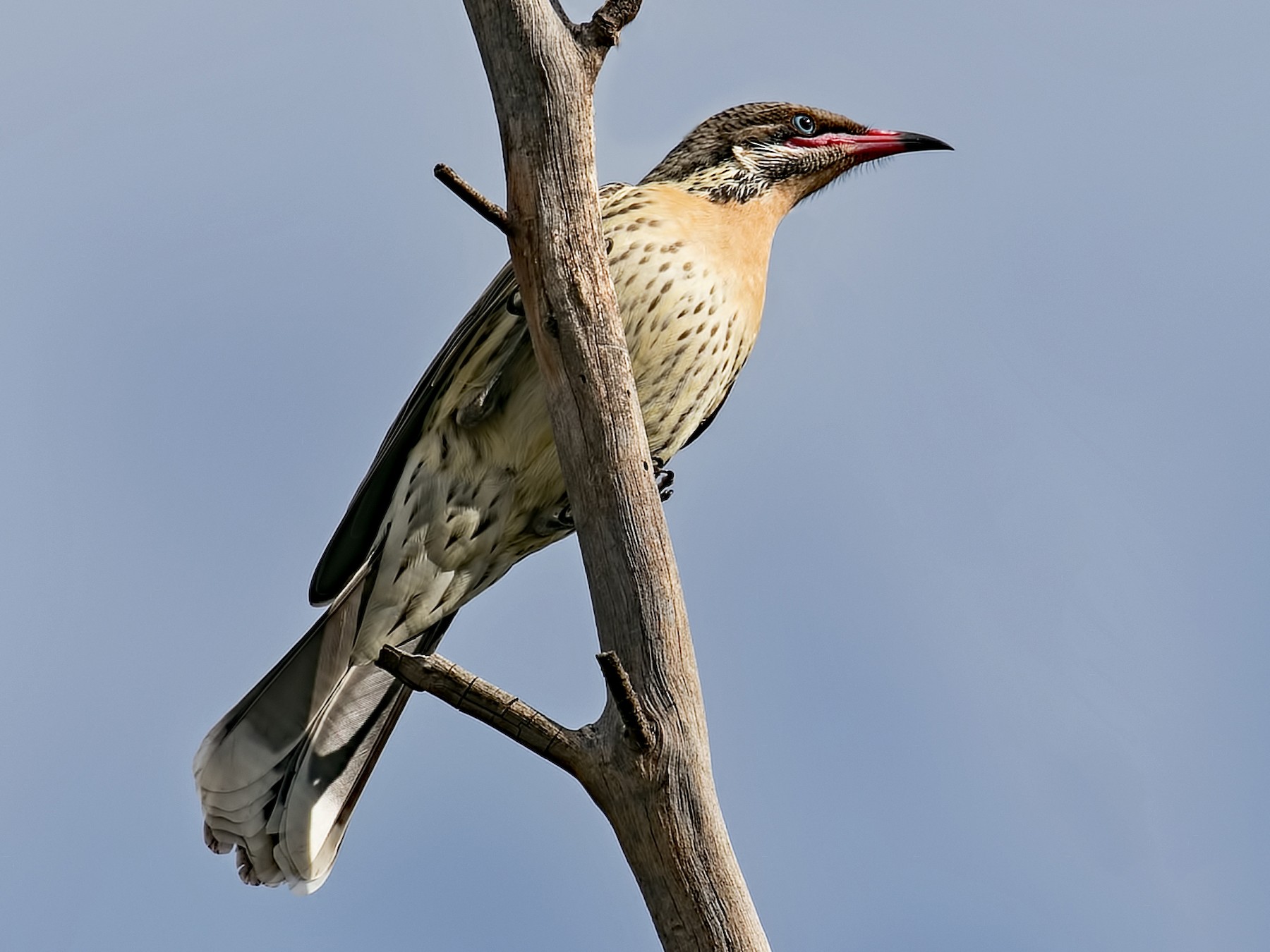 Spiny-cheeked Honeyeater - eBird