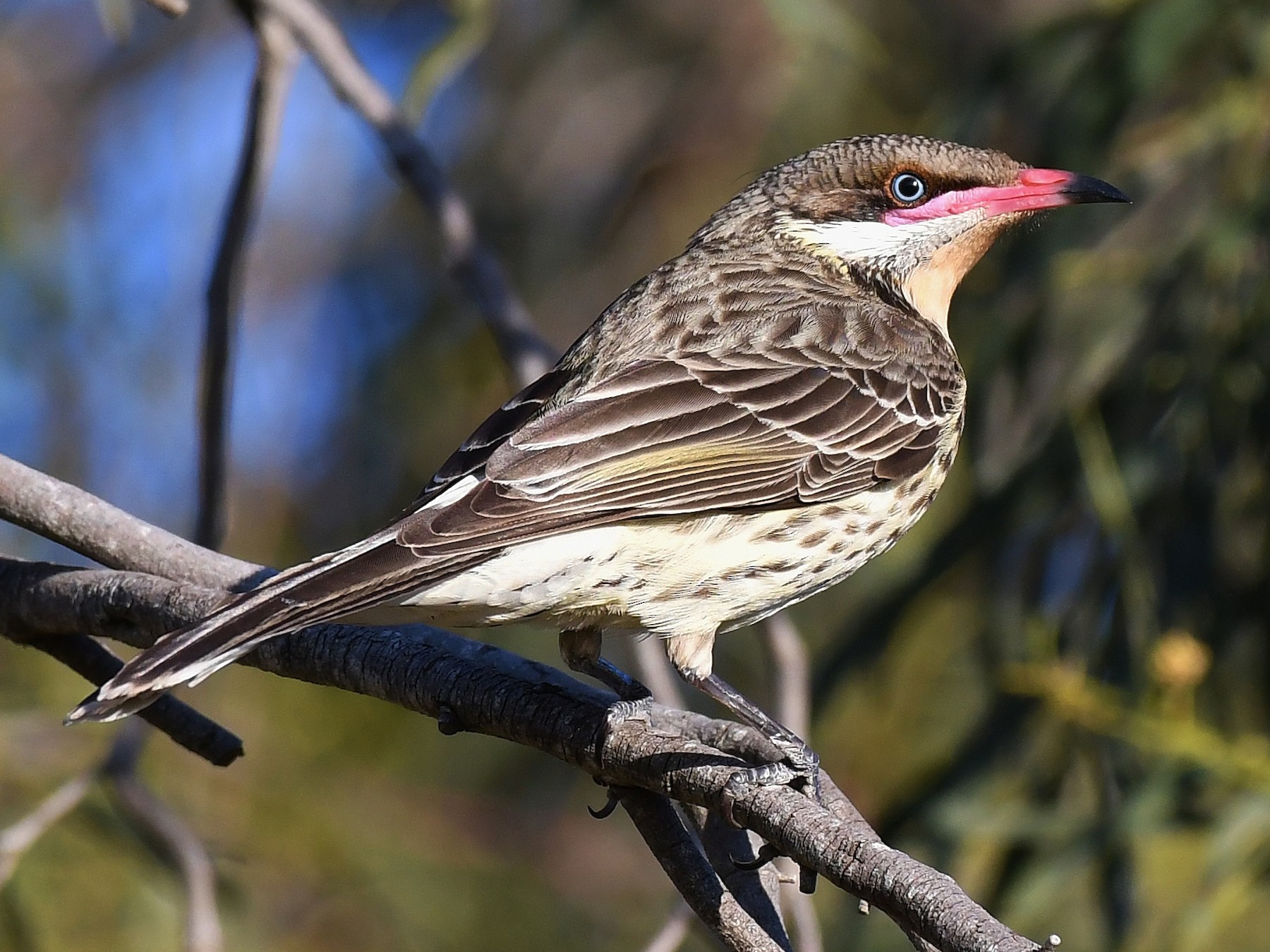 Spiny-cheeked Honeyeater - eBird