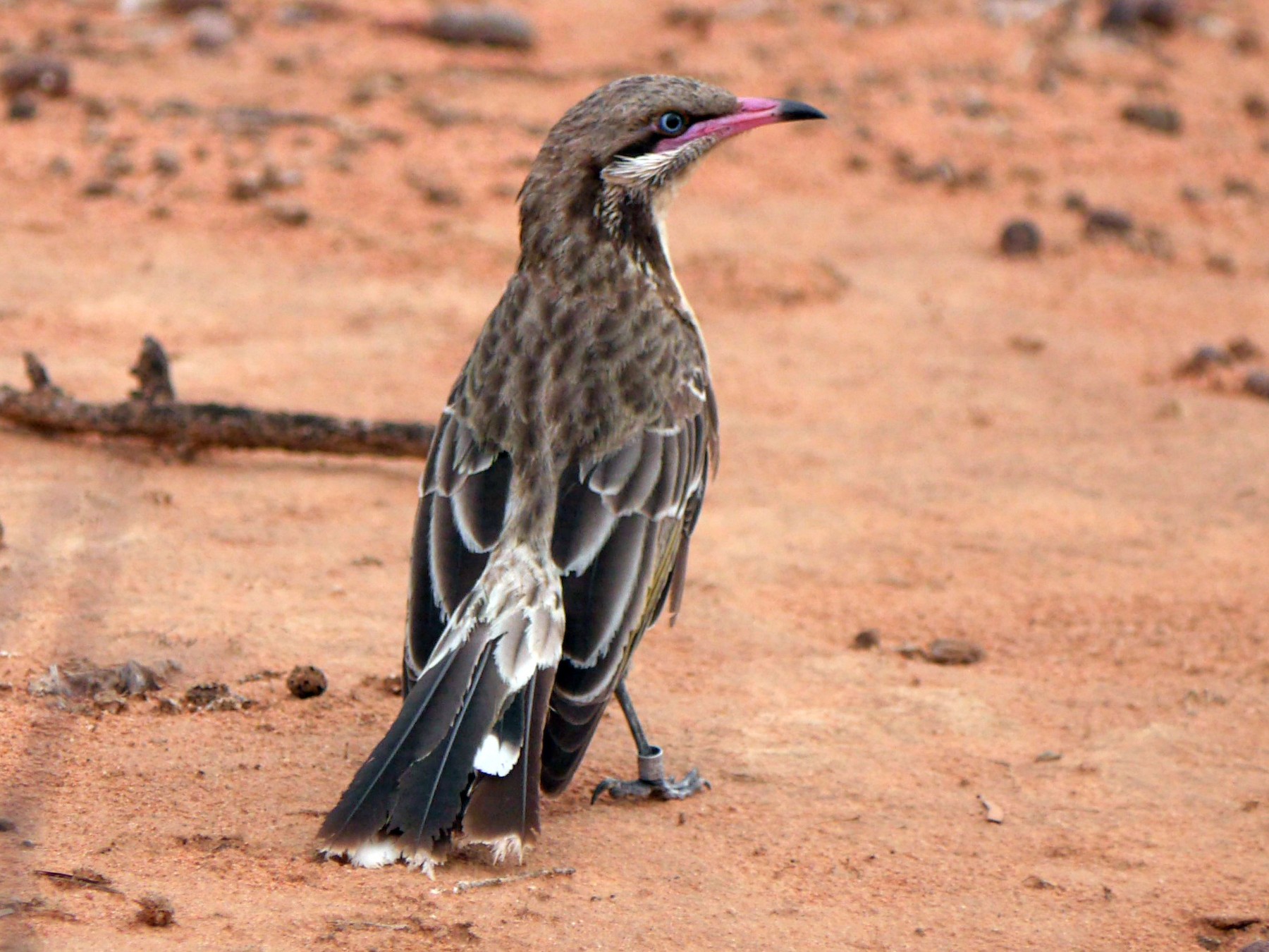 Spiny-cheeked Honeyeater - eBird