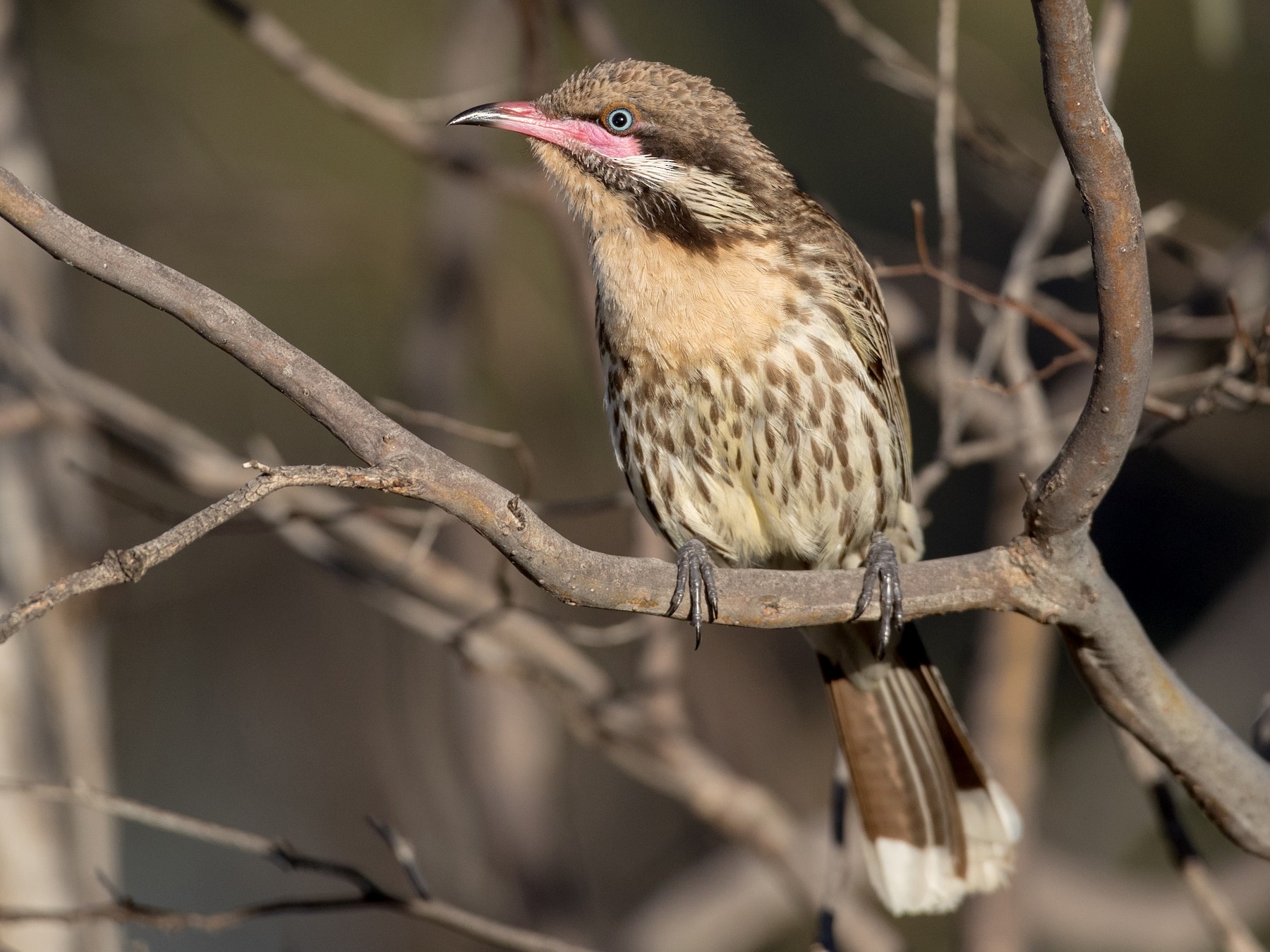 Spiny-cheeked Honeyeater - eBird