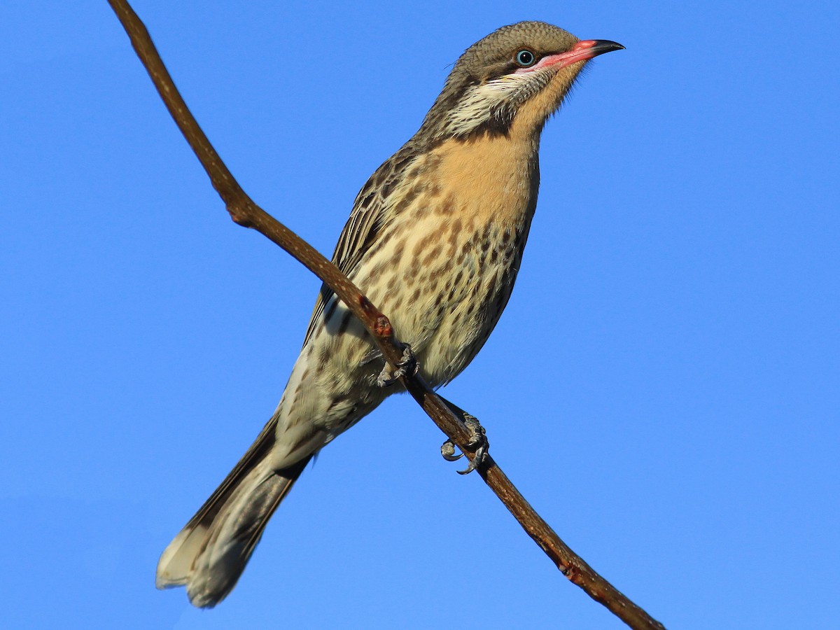 Spiny-cheeked Honeyeater - Acanthagenys rufogularis - Birds of the World