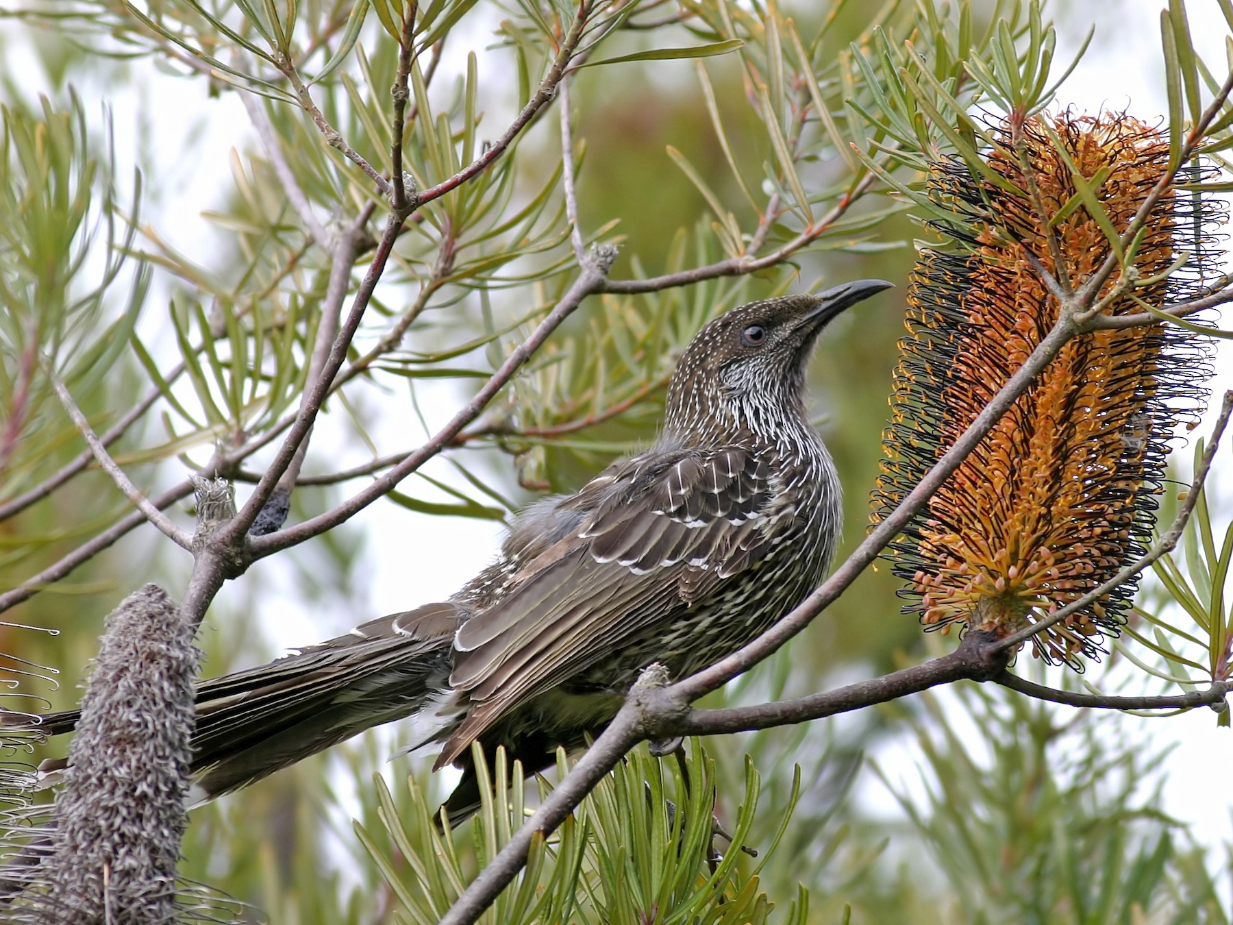 Little Wattlebird - eBird