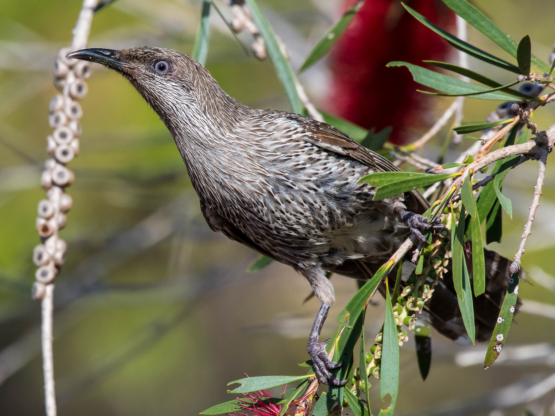 Little Wattlebird - eBird
