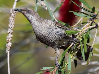 Little Wattlebird - eBird