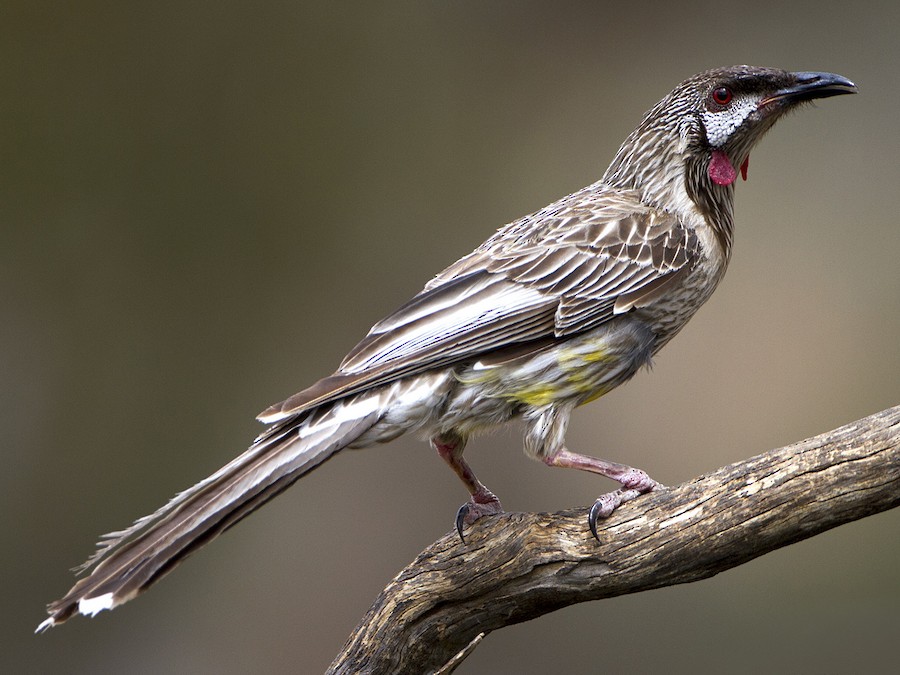 Red Wattlebird - eBird