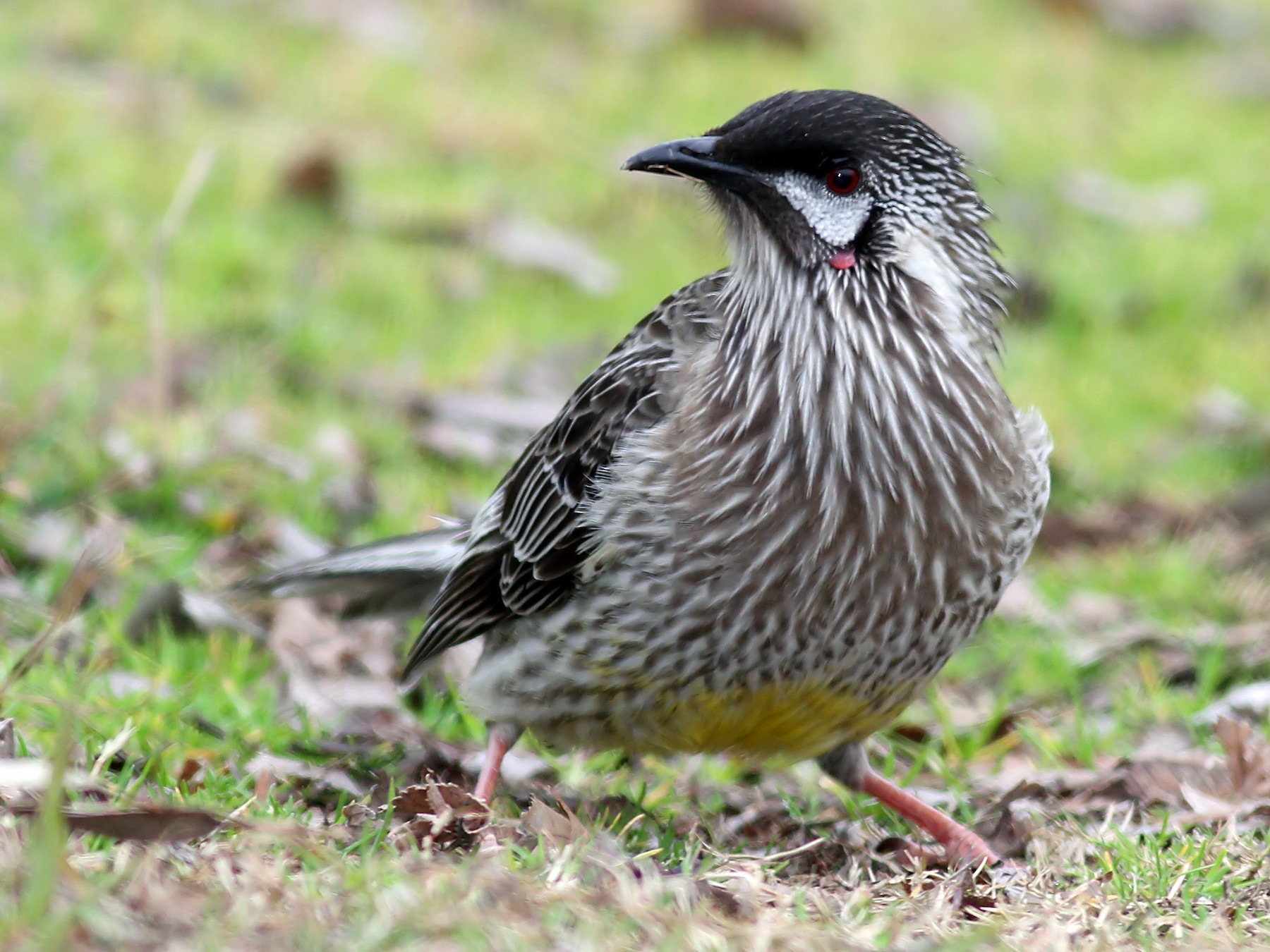 Red Wattlebird - eBird