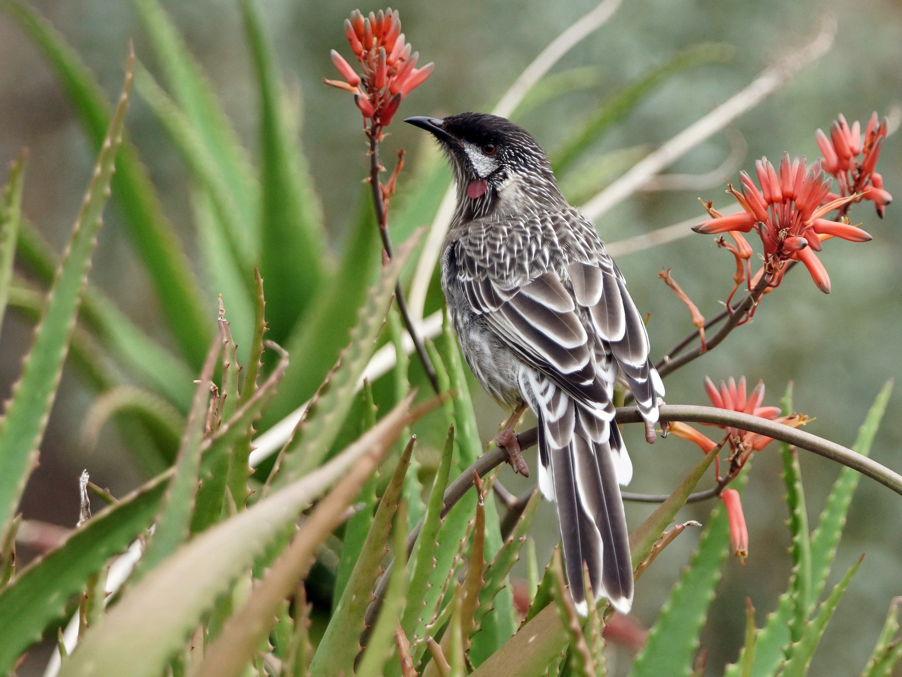 Red Wattlebird - eBird