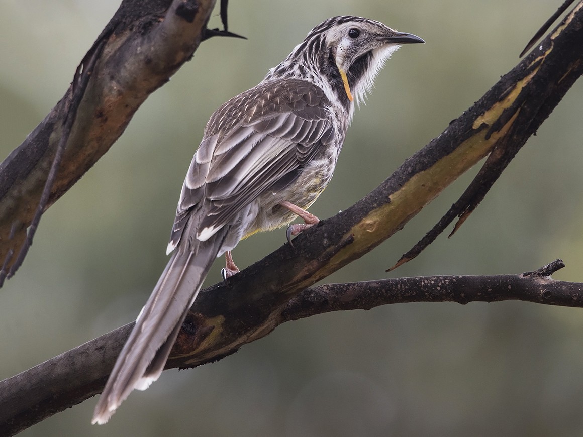 Yellow Wattlebird - eBird