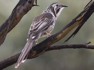 Yellow Wattlebird - eBird