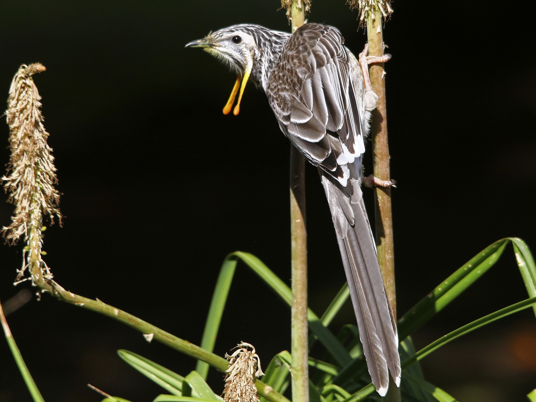 Yellow Wattlebird - eBird